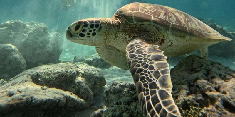 Gili Island Snorkeling: Gili Trawangan, Meno And Air - The Sum Up: Is It Worth It?