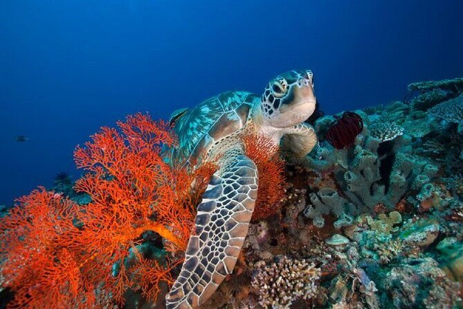 Gili Island Snorkeling Overnight Trip Departure From Bali Island - FAQ