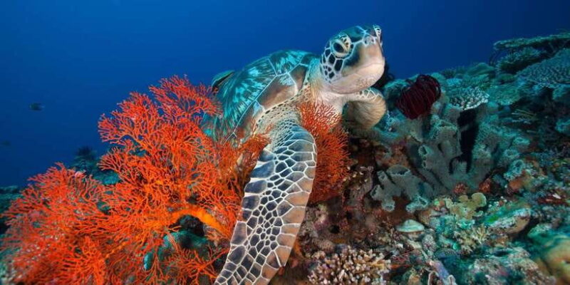 Gili Islands: 3 Island BBQ Sunset Cruise with Snorkeling - Key Points