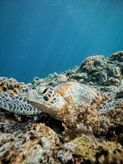 Gili Islands: Group or Private Snorkeling Tour with GoPro - The Island Exploration and Free Time