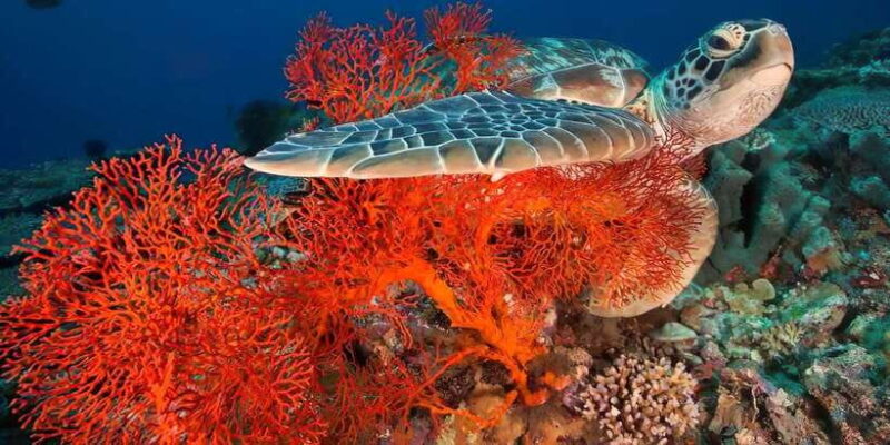 Gili Islands Snorkeling Adventure - FAQ