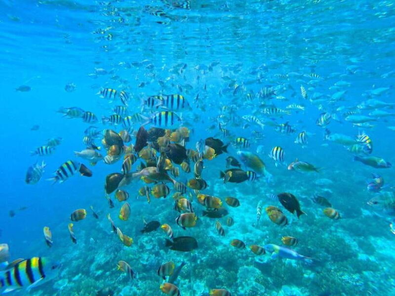 Gili Islands Snorkeling Day Trip with private speedboat - Who Will Love This Tour?