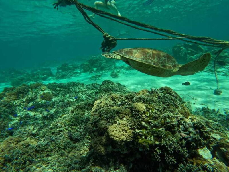 Gili Islands Snorkeling Day Trip with private speedboat - FAQs