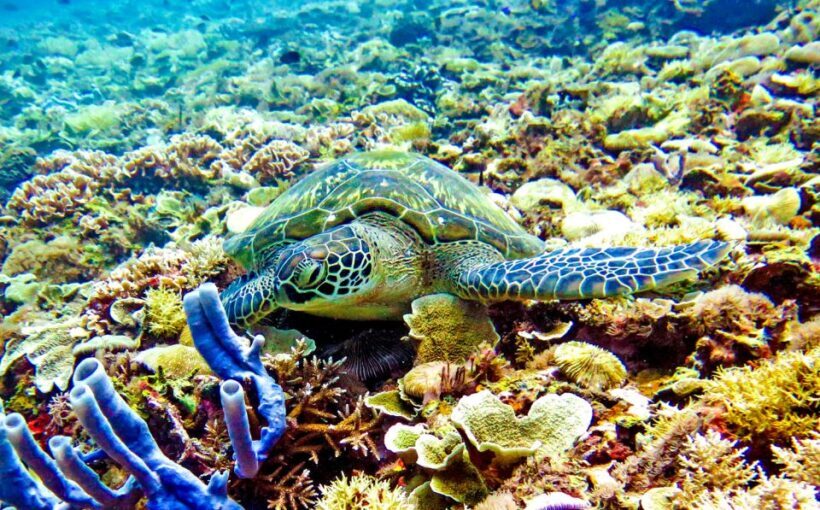 Gili Islands: Underwater Statues Cruise and Snorkeling - FAQ