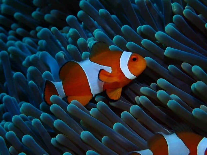 Gili Meno: Discover Scuba Diving for the first time - Key Points