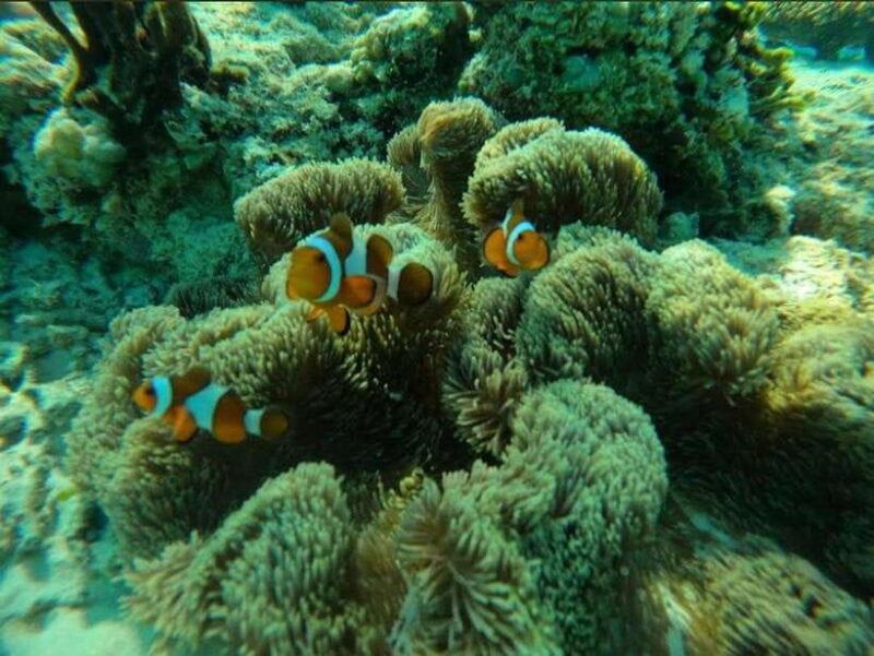 Gili Meno: Private Snorkeling 3 & 4 Spot with Gopro Camera - Practical Details and Value