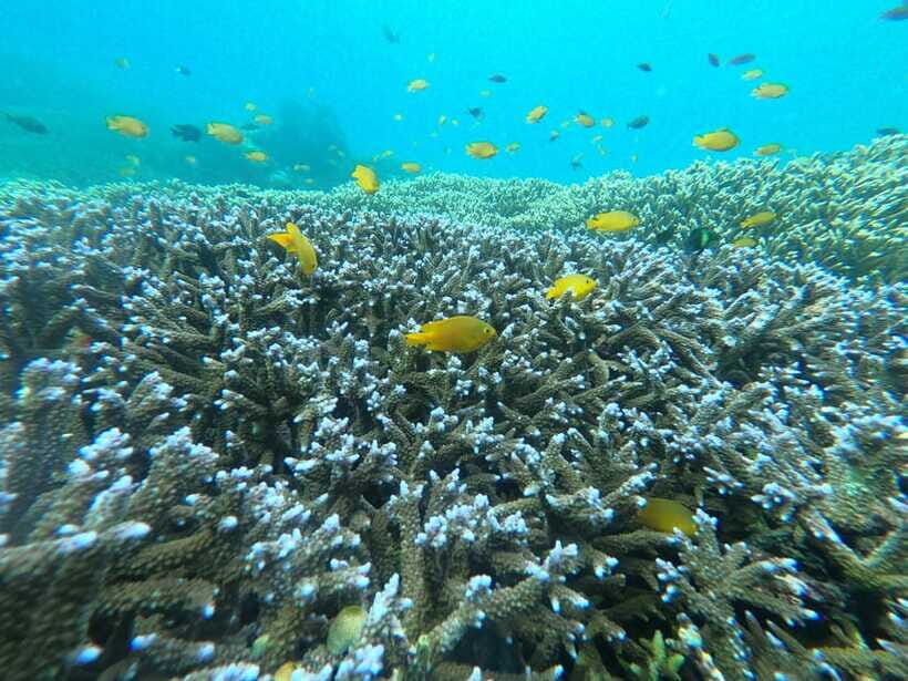 Gili Snorkeling Tour With GO PRO Documentation - The Real Experience: Pros and Cons