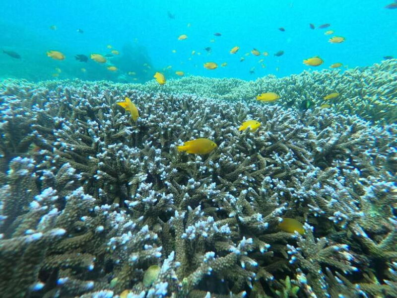 Gili Snorkeling Tour With GO PRO Documentation - What Makes This Snorkeling Tour Stand Out?