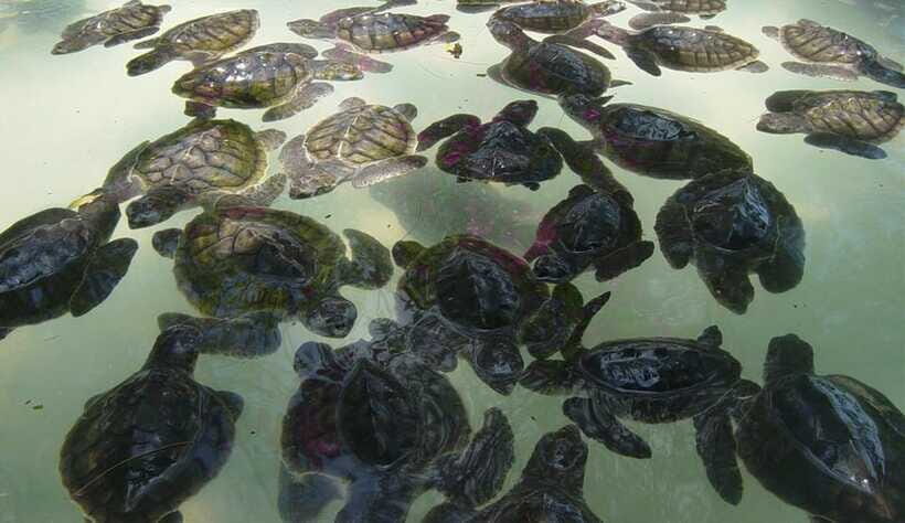 Gili SUNSET Snorkeling Tour With GOPRO Documentation - Why This Tour Represents Good Value