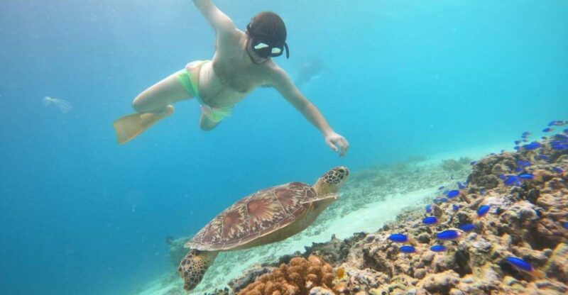 Gili T Island: Gili Snorkeling Day Trip Swim With Turtles - Key Points