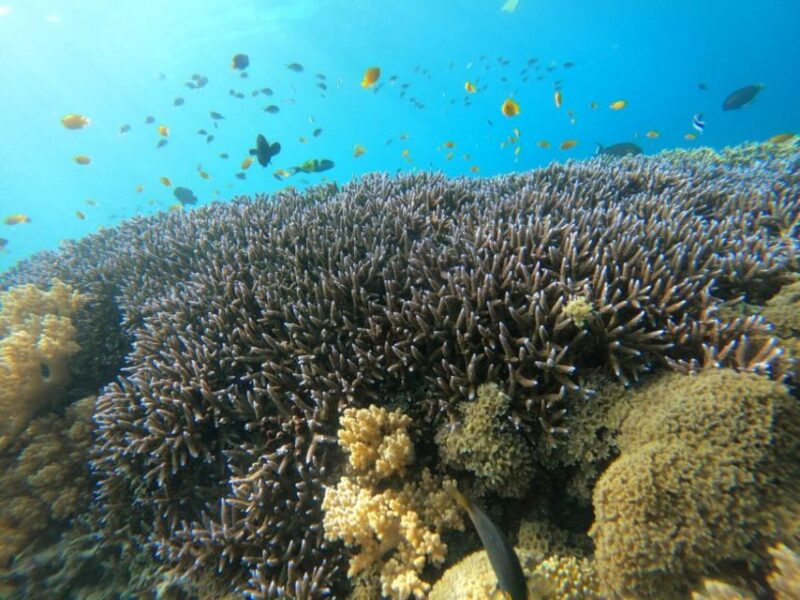 Gili T Island: Gili Snorkeling Day Trip Swim With Turtles - Who Will Love This Tour?