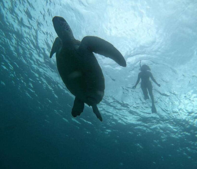 GILI T : PRIVATE SNORKELING TRIP 5 HOURS 3 GILI - The Value of a Private Snorkeling Trip