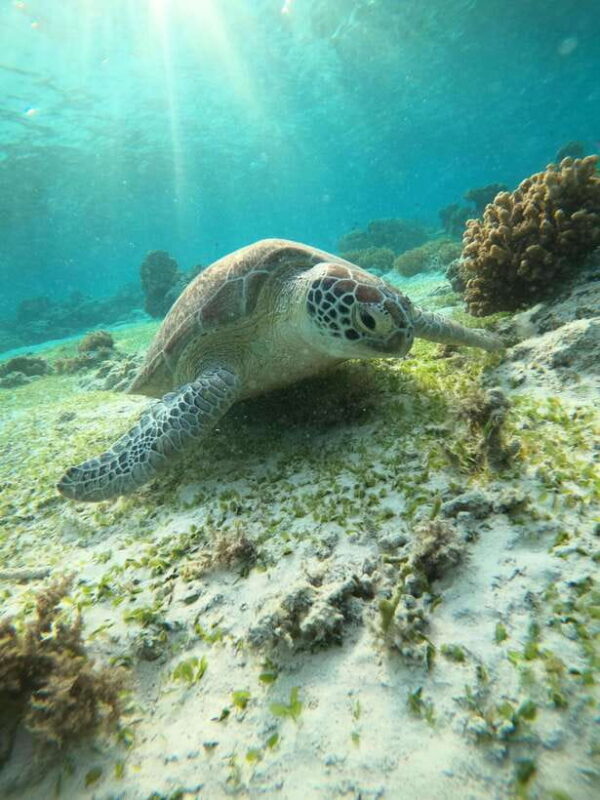 Gili T : Small group snorkeling trip - What’s Included and What’s Not?