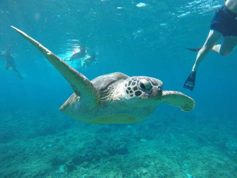 Gili T Snorkeling Trip By Glass Bottom Boat & Visit Turtles - The Bottom Line: Is It Worth It?
