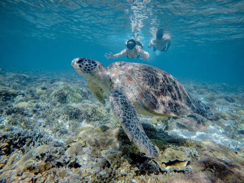 Gili Trawangan : Half Day Snorkeling with Turtle and Statue - Key Points