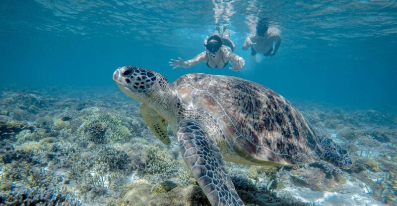 Gili Trawangan : Half Day Snorkeling with Turtle and Statue - The Practicalities: What You Get for $16