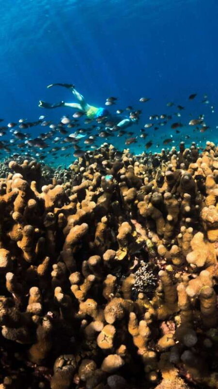 Gili Trawangan : Privat & Sharing Snorkeling Tour 3 Gili - Key Points