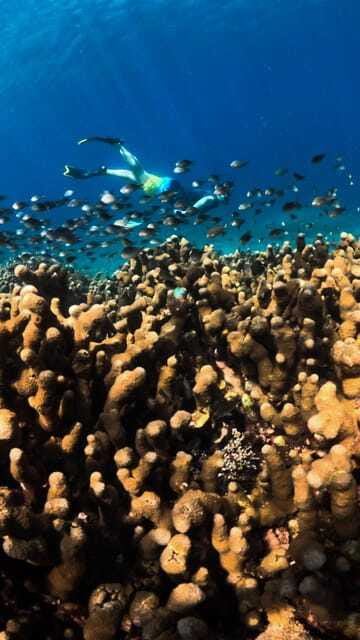 Gili Trawangan : Privat & Sharing Snorkeling Tour 3 Gili - FAQs