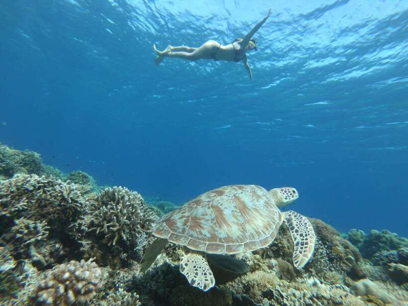 Gili Trawangan: Private Snorkeling (Coral, Statues, Turtles) - Key Points