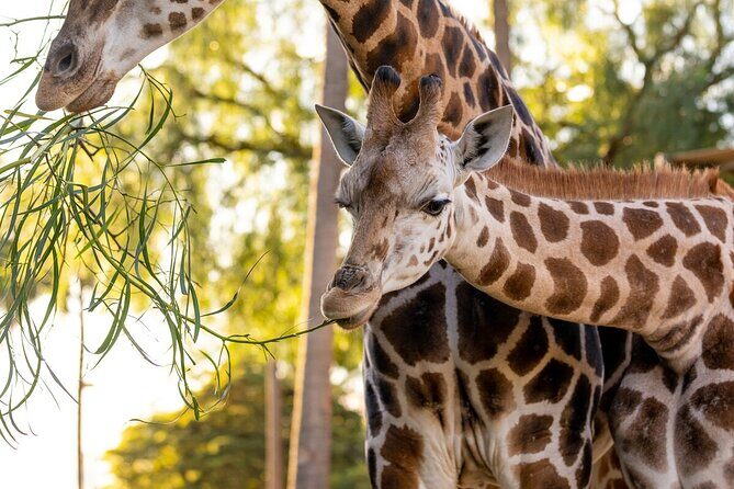 Giraffe Experience at Melbourne Zoo - excl. entry - Key Points