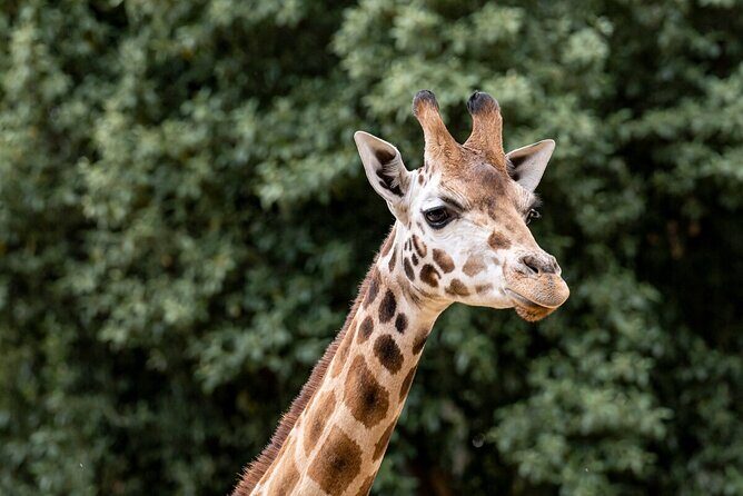 Giraffe Experience at Melbourne Zoo - excl. entry - What is the Giraffe Experience at Melbourne Zoo?