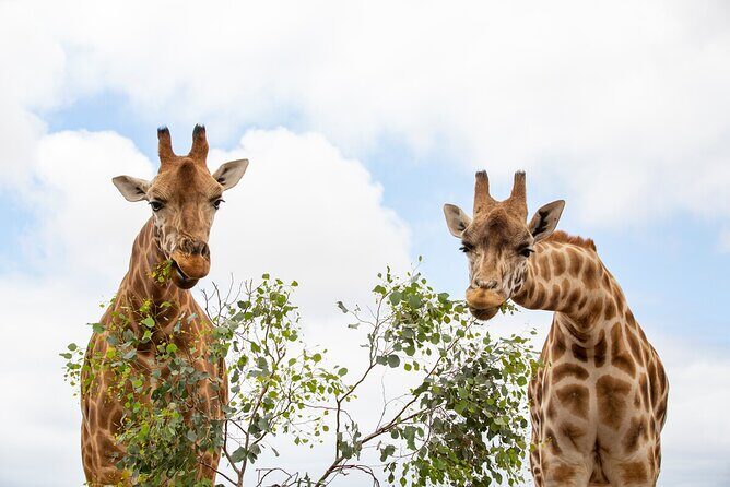 Giraffe Experience at Werribee Open Range Zoo - excl. entry - Who Will Love This Experience?