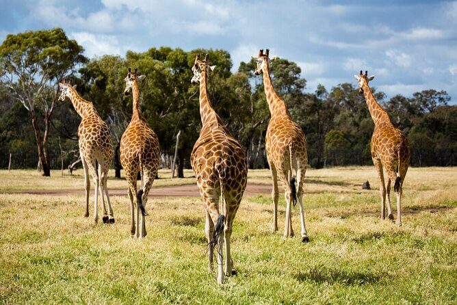 Giraffe Experience at Werribee Open Range Zoo - excl. entry - Key Points