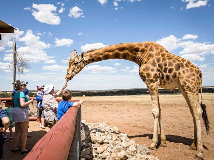 Giraffe Safari & a Day at Monarto Safari Park - Key Points