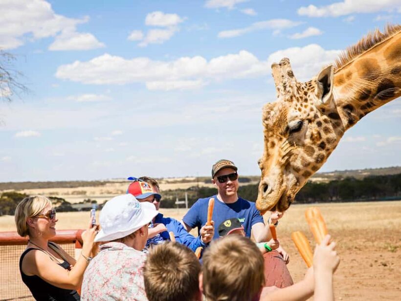 Giraffe Safari & a Day at Monarto Safari Park - An In-Depth Look at the Giraffe Safari Experience