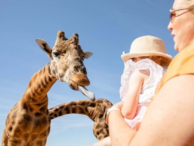 Giraffe Safari & a Day at Monarto Safari Park - The Sum Up