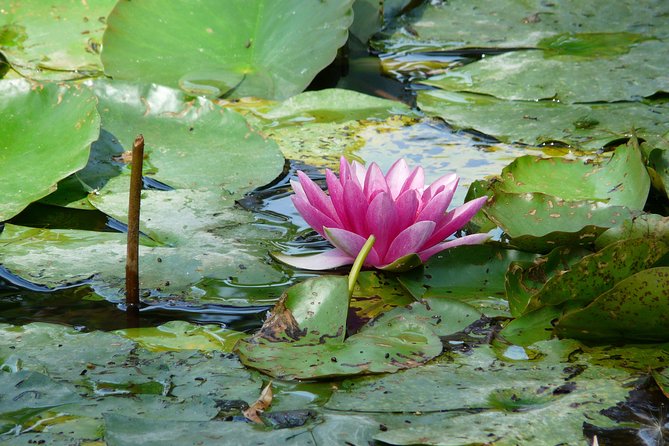 Giverny & Monets House Audio Guided Half-Day Tour From Paris - Traveler Feedback and Concerns