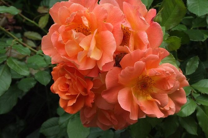 Giverny Monet's House Gardens Small-Group with Hotel* Pickup - Practical Tips for Your Visit