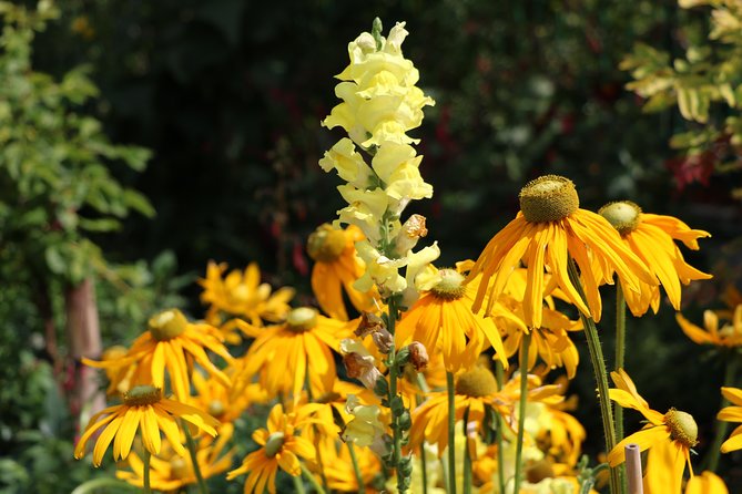 Giverny Private Half-Day Trip including Claude Monet' Gardens & House from Paris - Final Thoughts