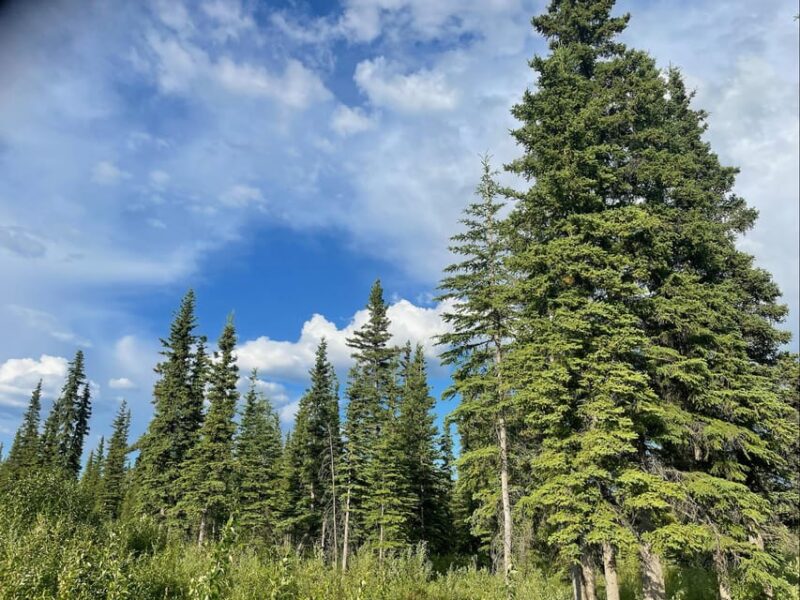 Glacial Lake, Waterfall and rainforest. Beauty of Turnagain! - Detailed Breakdown of the Itinerary