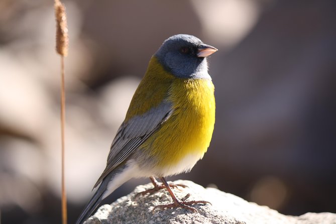 Glacier Hike at El Morado Glacier, From Santiago - Transportation and Logistics