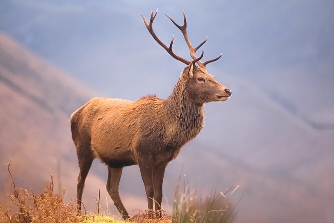 Glasgow: Glencoe & Oban Privately Guided Day Tour in Luxury MPV - Who Will Love This Tour?