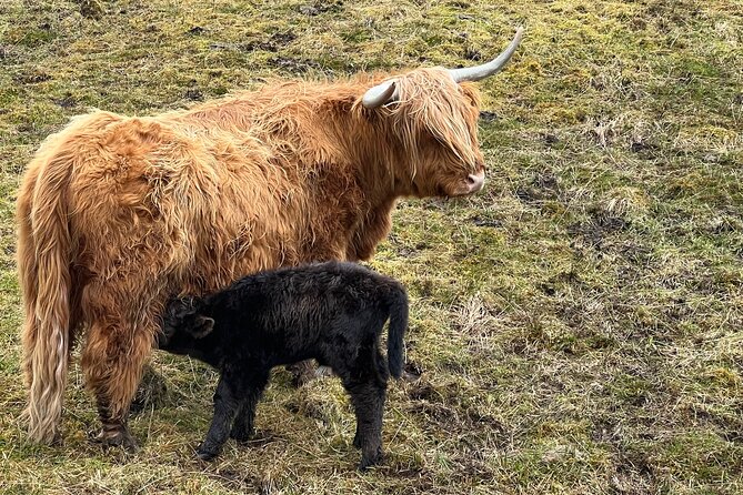 Glasgow Greenock Shore Excursion Highland Lochs, Castles & Glens - Key Points