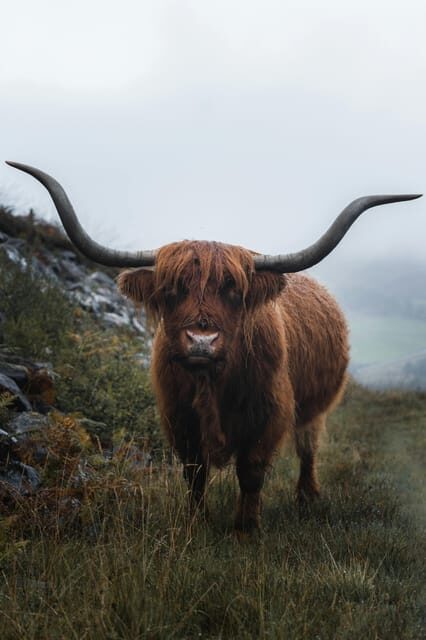 Glasgow Shore Excursion Incl. Loch Lomond and the Trossachs - An Honest Look at the Itinerary