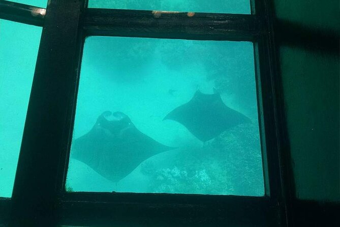 Glass-Bottom Boat Cruise from Waikoloa - FAQ