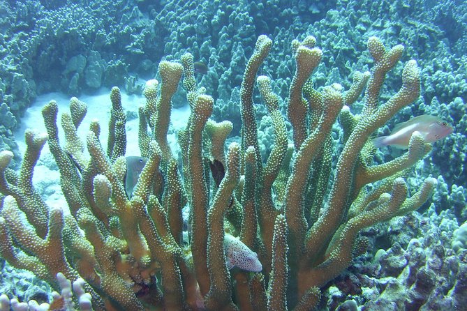 Glass-Bottom Boat Reef Tour - The Cost and Its Value