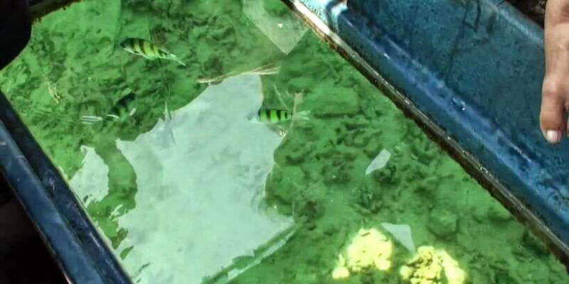 Glass Bottom Boat Ride in Trincomalee - Key Points