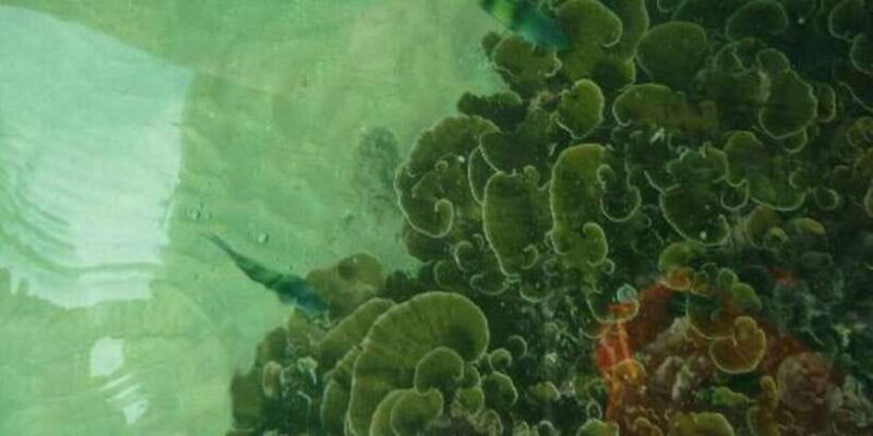 Glass Bottom Boat Ride in Trincomalee - Practical Details & Tips