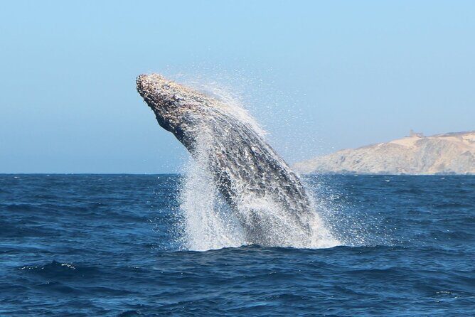 Glass Bottom Boat Sightseeing Tour in Cabo San Lucas - What to Expect on Your Cabo Glass Bottom Boat Tour
