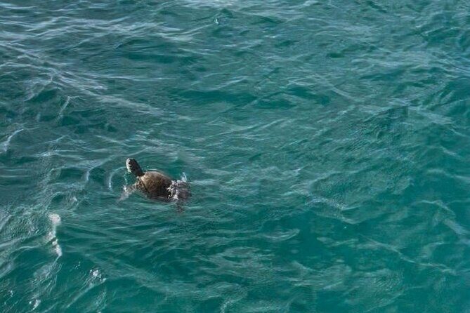 Glass Bottom Boat Snorkeling With Turtles & Shipwreck In Barbados - The Value of the Experience