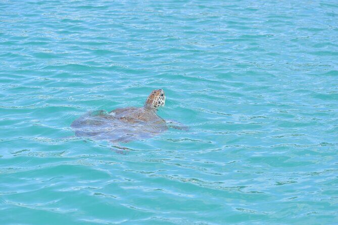 Glass Bottom Boat Snorkeling With Turtles & Shipwreck In Barbados - FAQs