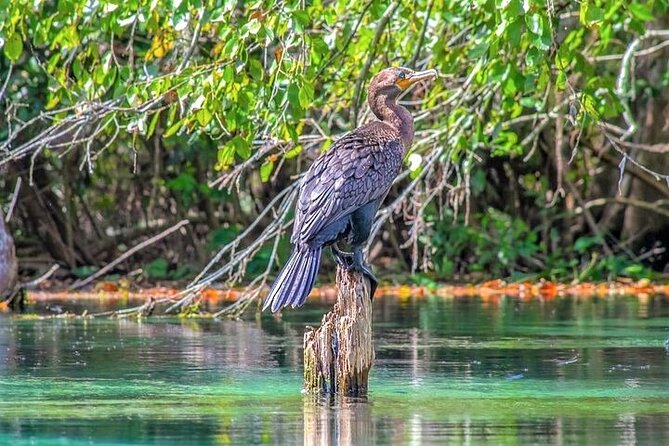 Glass Bottom Kayak Eco Tour through Rainbow Springs - What to Expect from the Equipment and Instruction