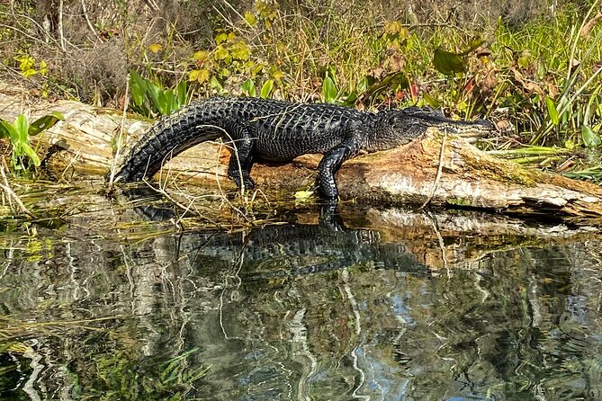 Glass Bottom Kayak - Silver Springs & Wildlife Tour - Exceptional Guided Experience