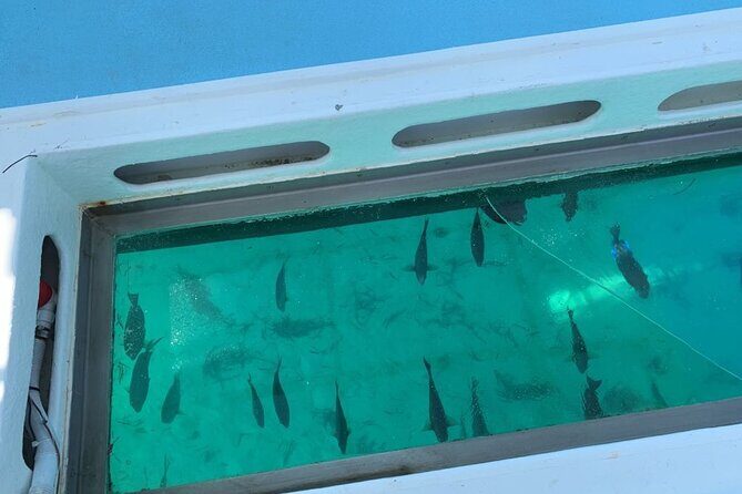 GlassBottom Catamaran with Slide - Is This Tour Right for You?