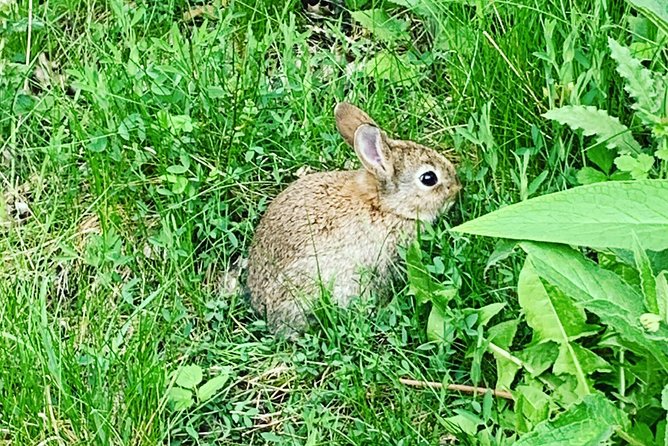 Glencoe, Central Highlands, Rob Roy, Whisky, Private Tour - Stop 4: Rob Roy’s Grave (20 minutes)
