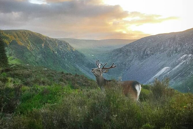 Glendalough Night Hike and History Tour - Wildlife Sightings on the Night Hike
